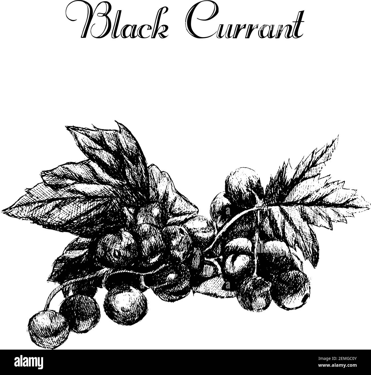 Vector ink hand drawn vintage currant. Vintage fruit illustration ...