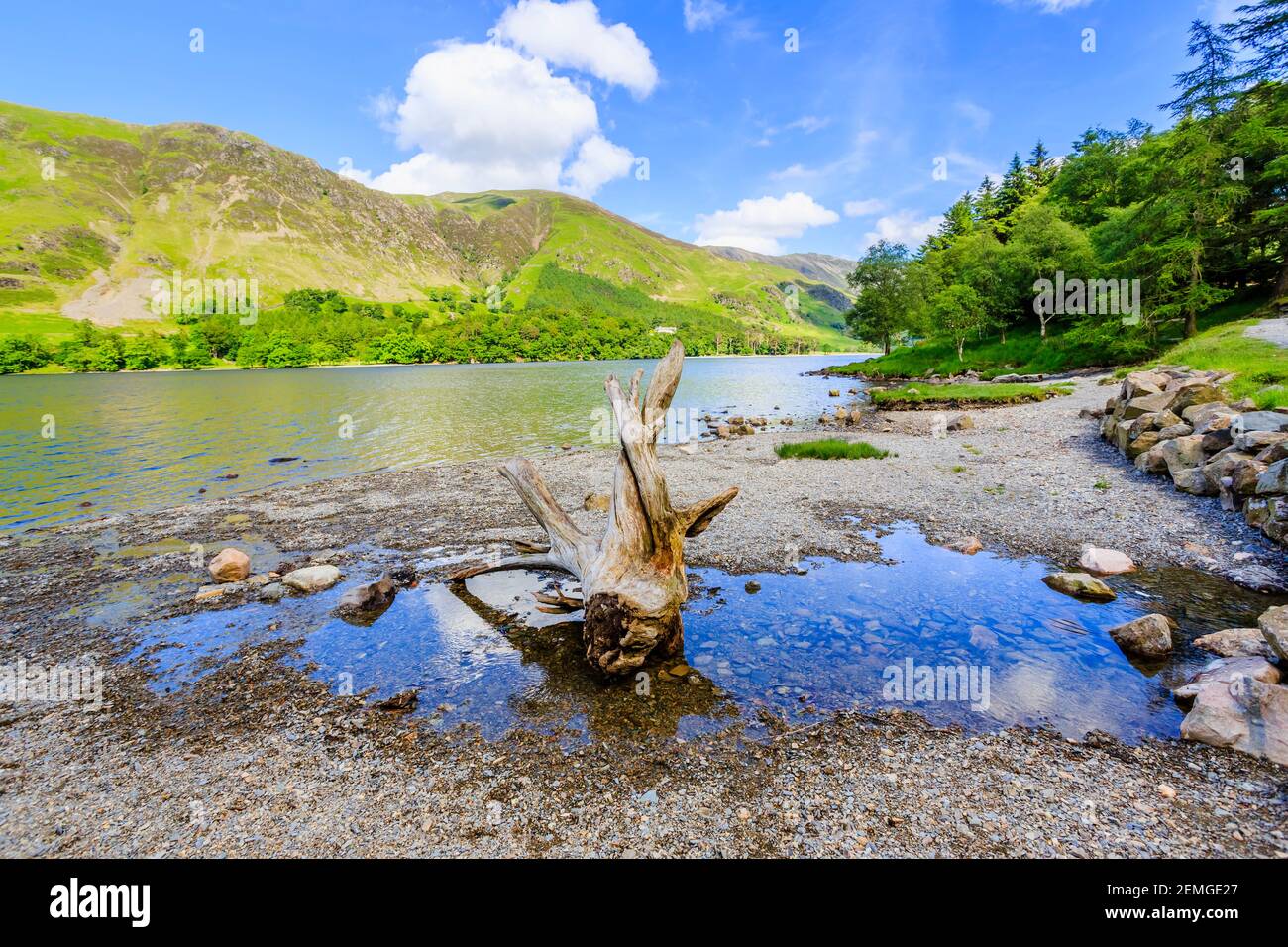 Weatherbeaten tree hi-res stock photography and images - Alamy