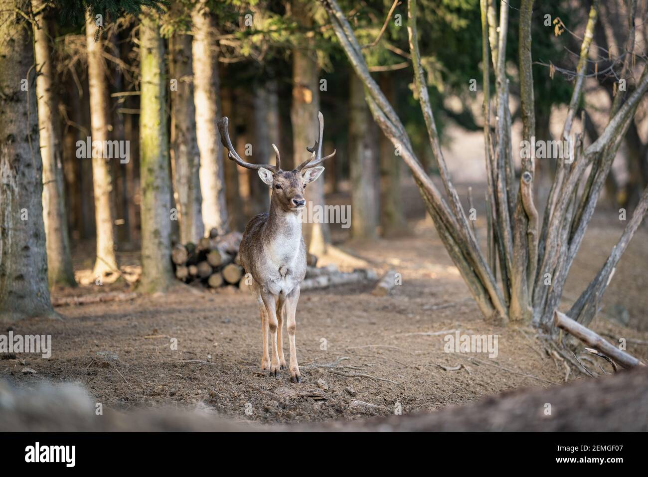 beautiful deer standing in a wild forest Stock Photo - Alamy