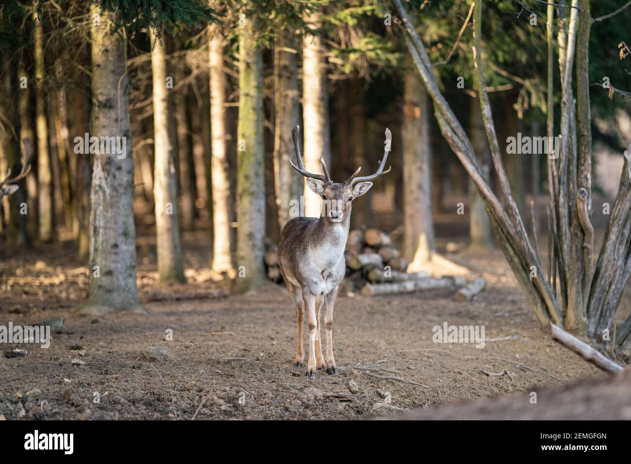 beautiful deer standing in a wild forest Stock Photo - Alamy