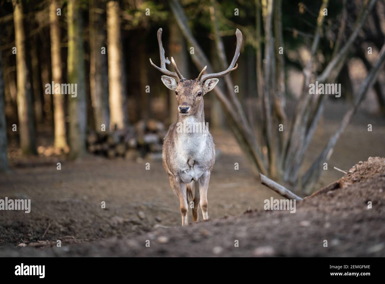 beautiful deer standing in a wild forest Stock Photo - Alamy