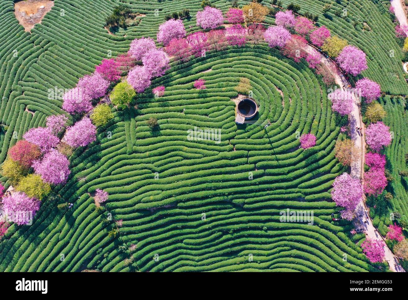 Taipin Cherry Tea Garden is very beautiful in Yongfu Town, Longyan City ...