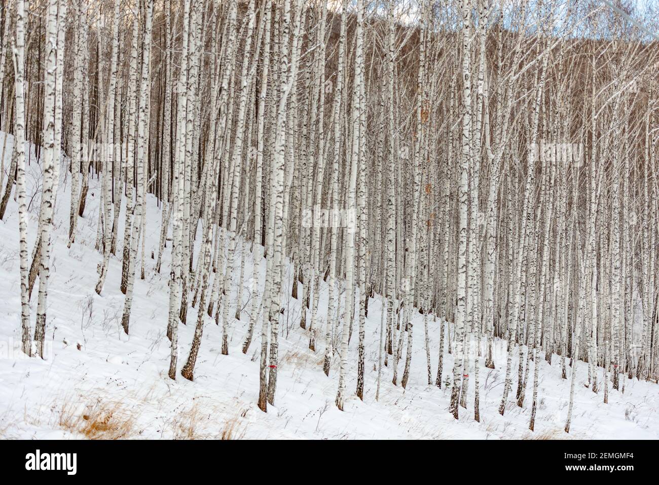 Birch tree on mountain slope hi-res stock photography and images - Alamy
