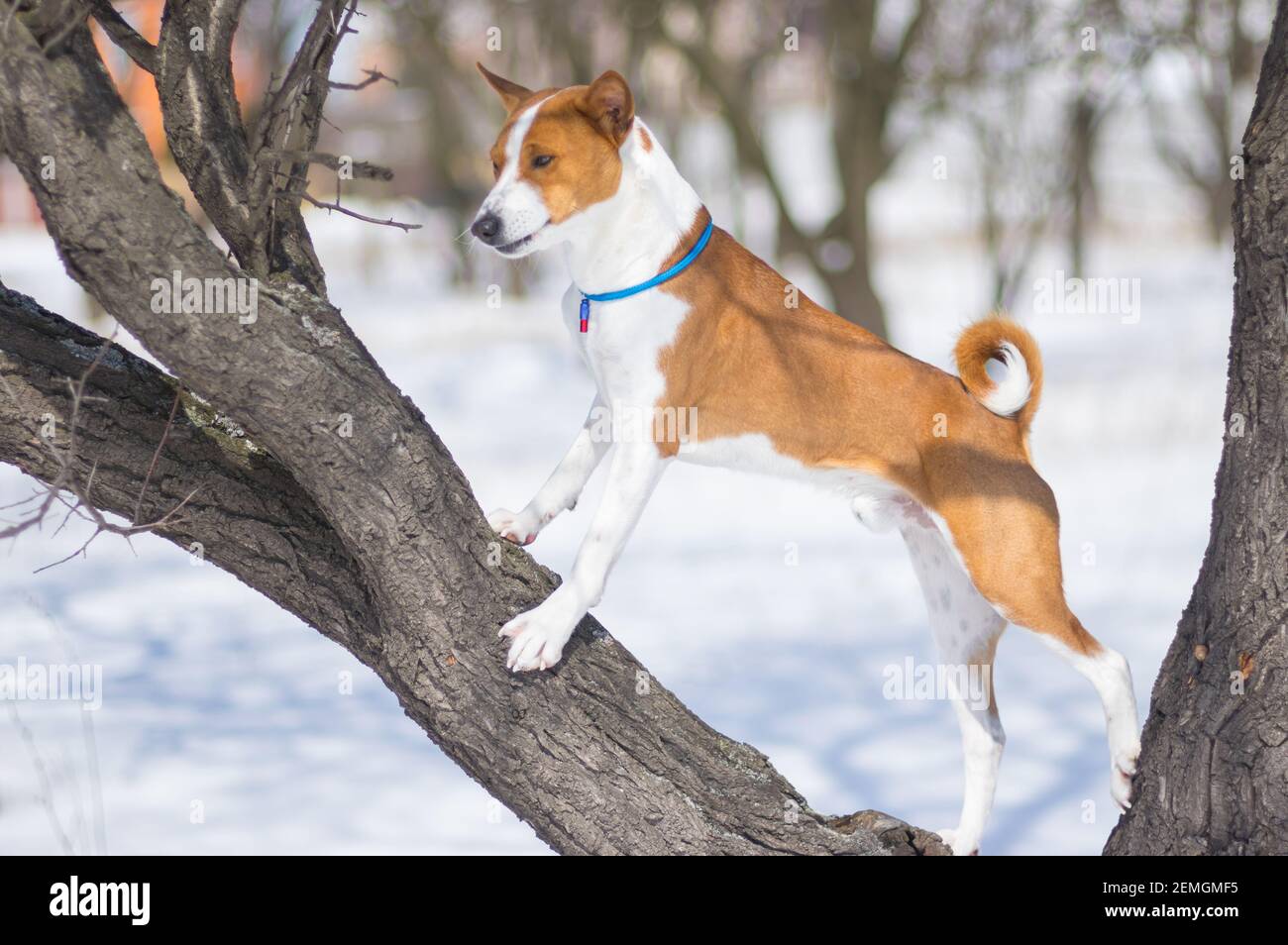Full body portrait of brave Basenji dog standing on an apricot tree ...
