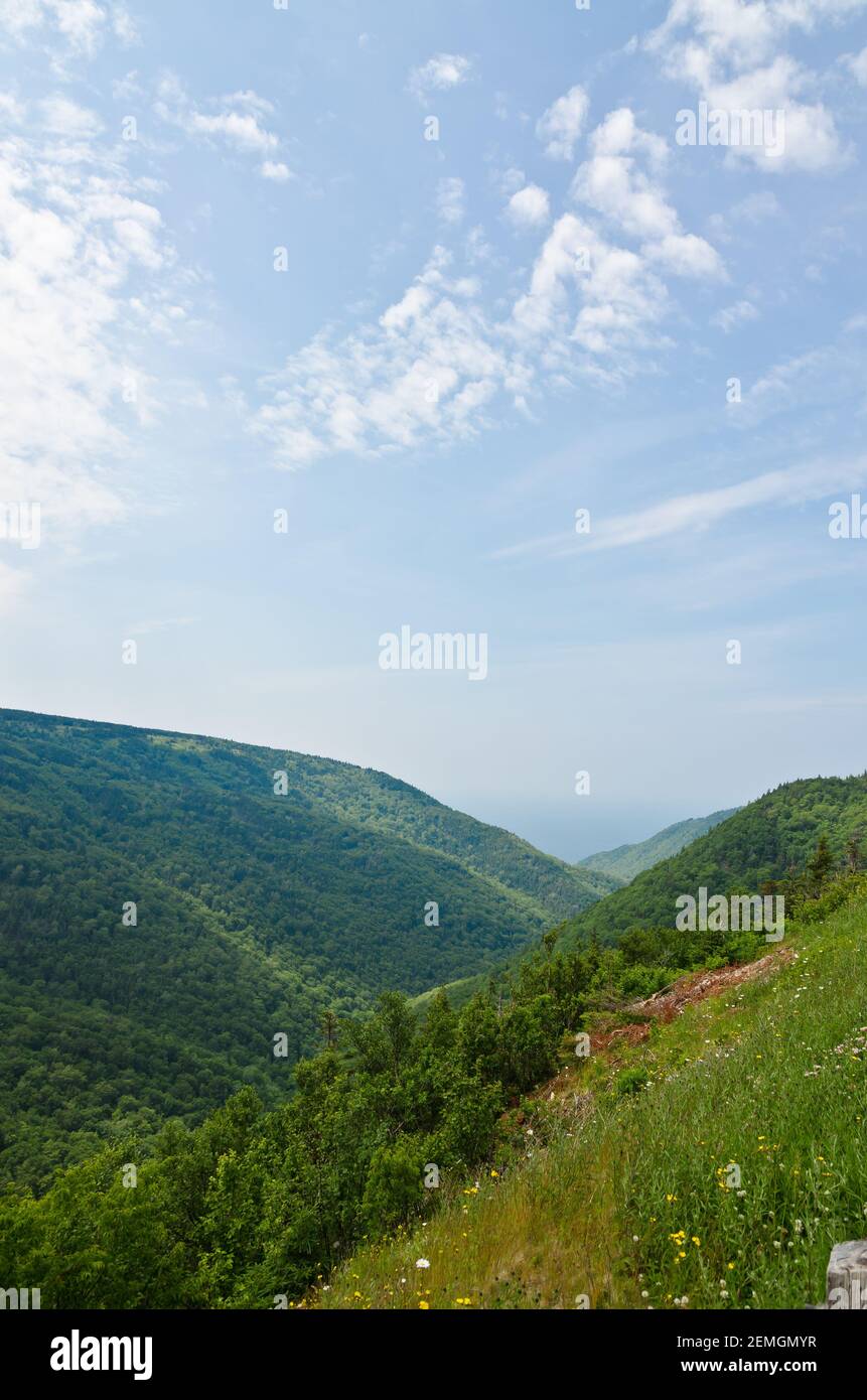 Spruce forest in the Cape Breton Highlands National Park Stock Photo ...