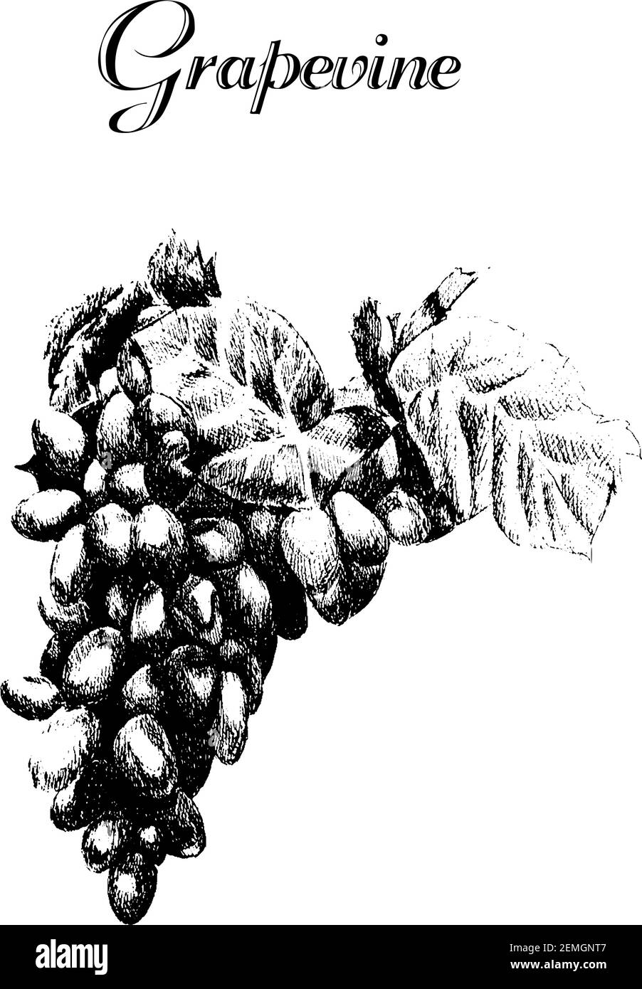Vector ink hand drawn vintage grapevine. Vintage fruit illustration ...