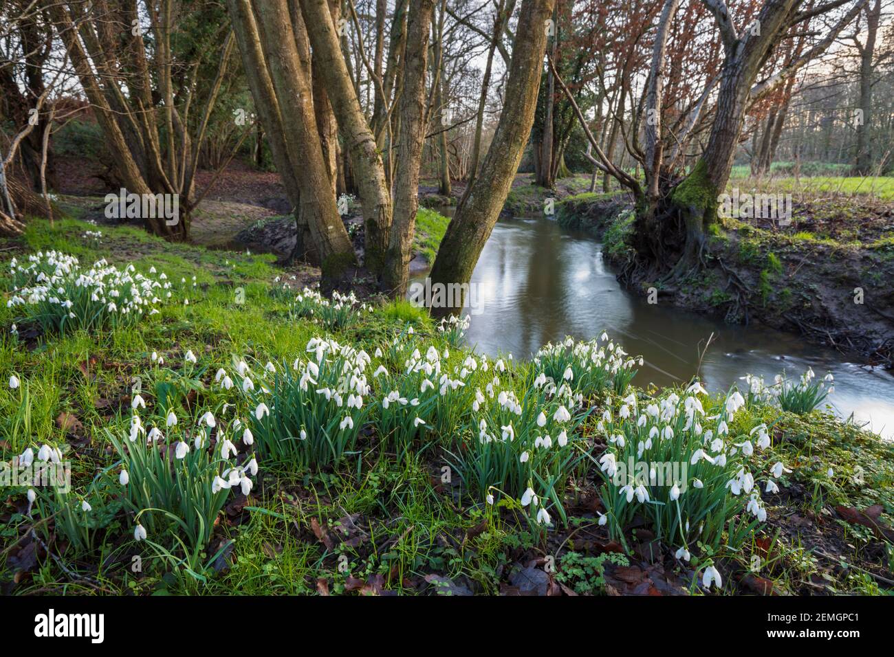 Small white drooping flowers hi-res stock photography and images - Alamy