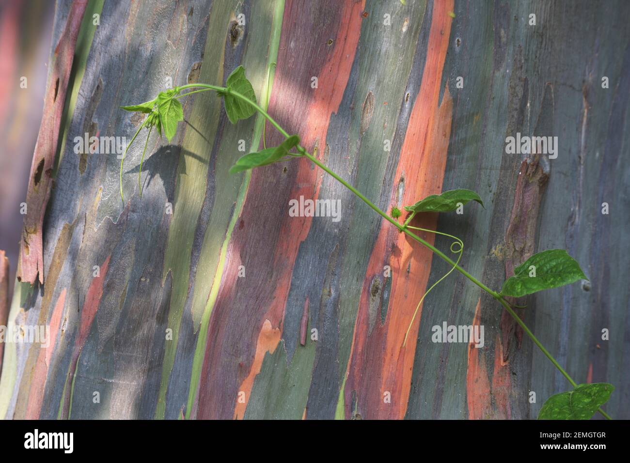 Singapore. 25th Feb, 2021. A Mindanao Gum tree displays colorful ...