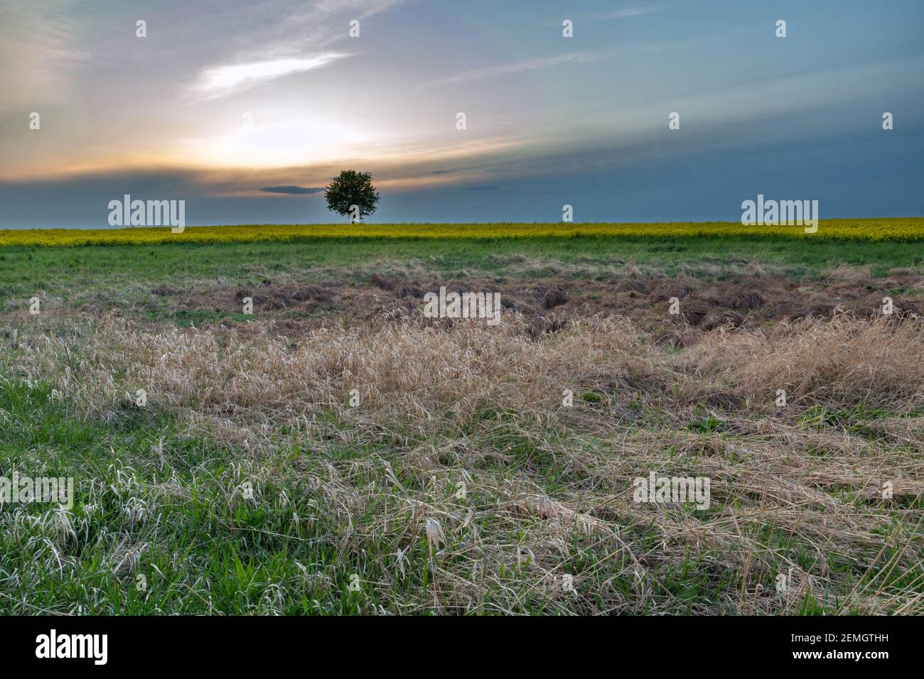 Wild meadow and a lonely tree on the horizon, spring landscape Stock ...