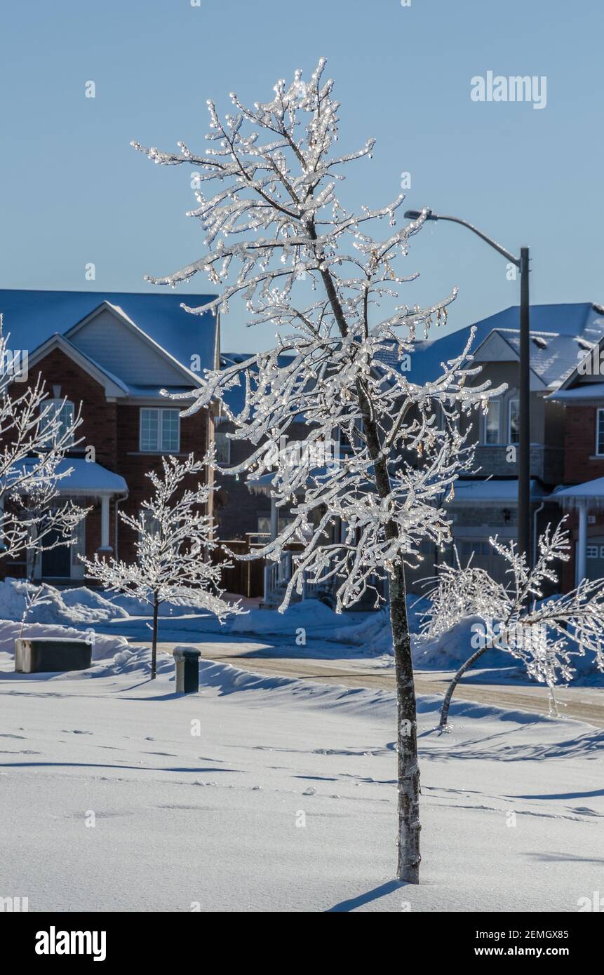 Trees and streets of Canadian town after a freezing rain storm Stock ...