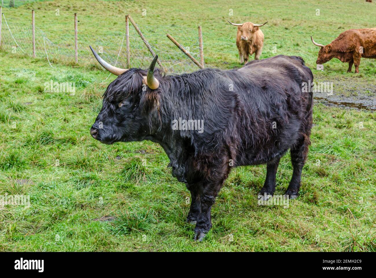 Beef cattle norway hi-res stock photography and images - Alamy