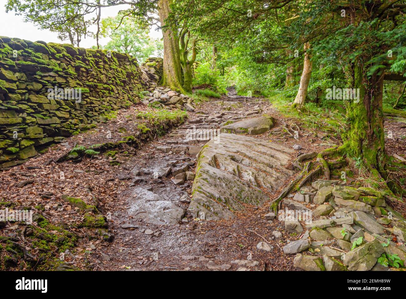 Hiking path through a ancient forest at Lake District National Park ...