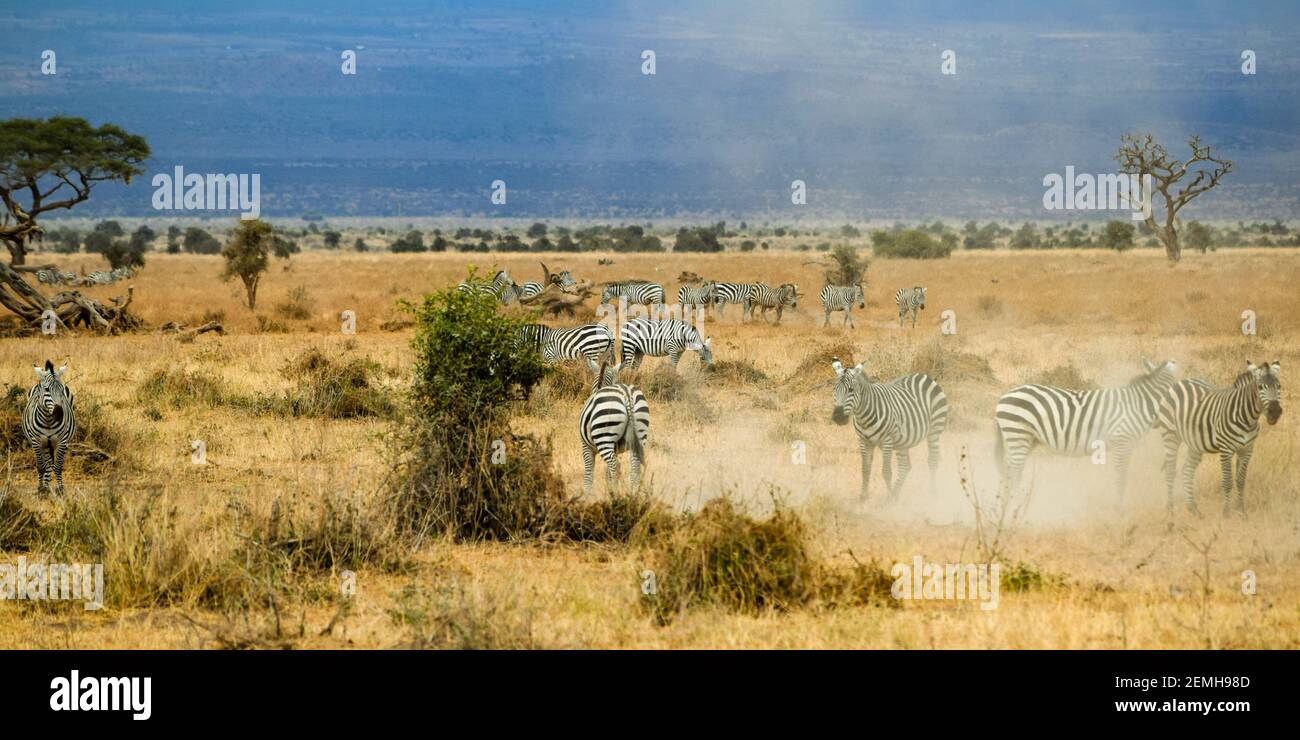group of zebras in amboseli national park Stock Photo - Alamy