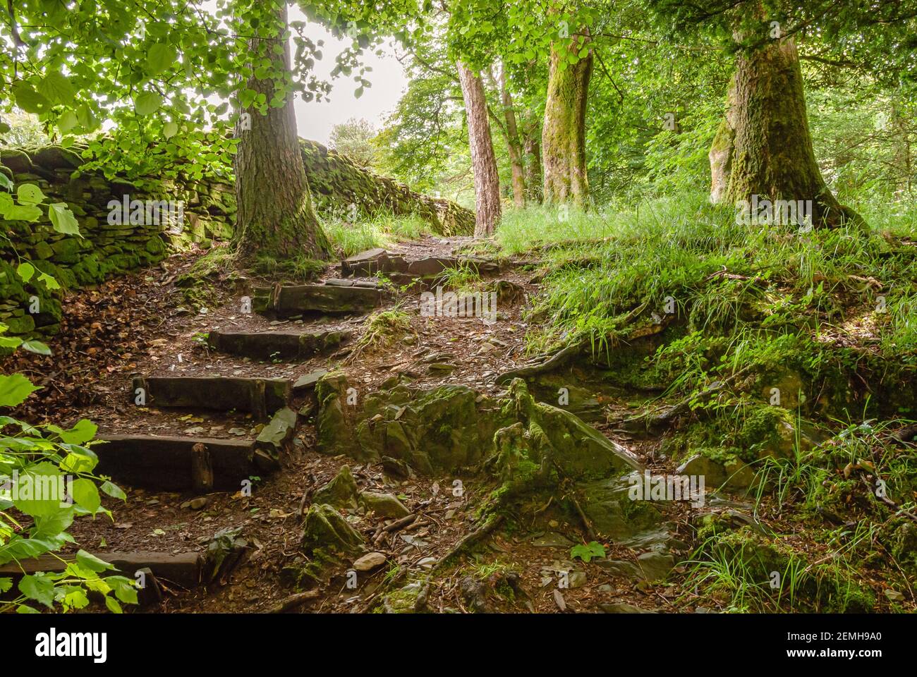 Hiking path through a ancient forest at Lake District National Park ...