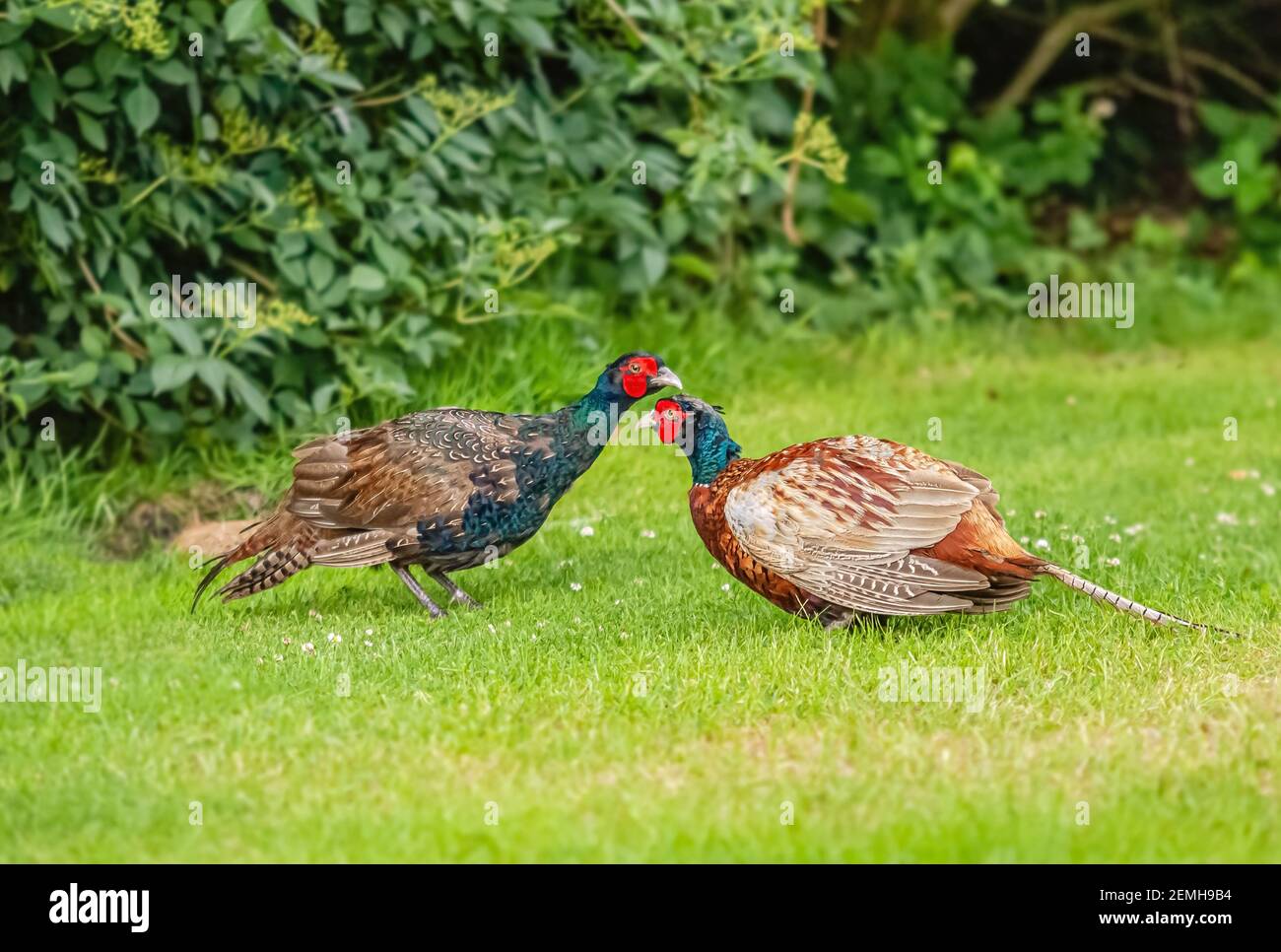 Two male wild common pheasants (Phasianus colchicus) observing each ...