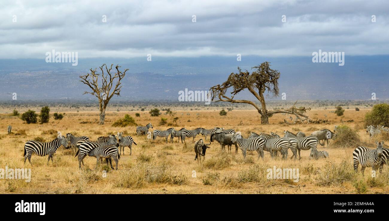 group of zebras in amboseli national park Stock Photo - Alamy