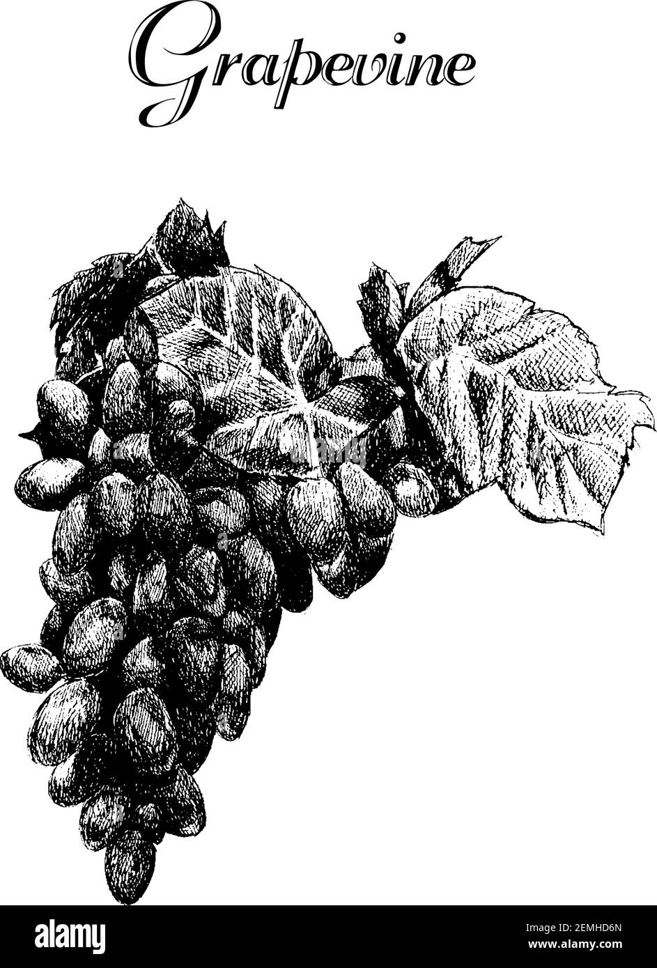 Vector ink hand drawn vintage grapevine. Vintage fruit illustration ...