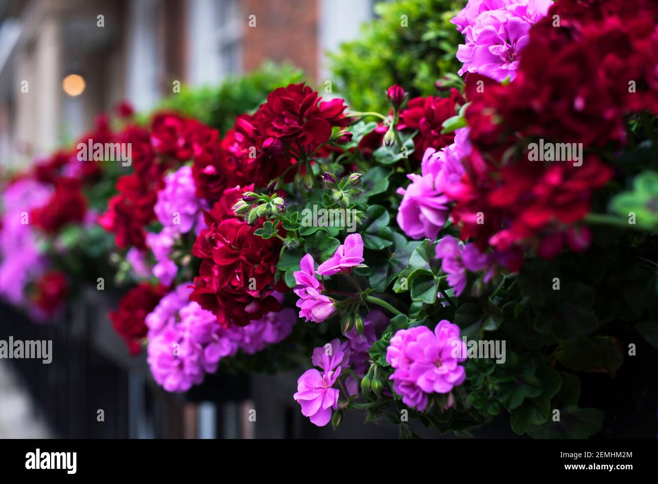 Pink and red geranium Stock Photo - Alamy