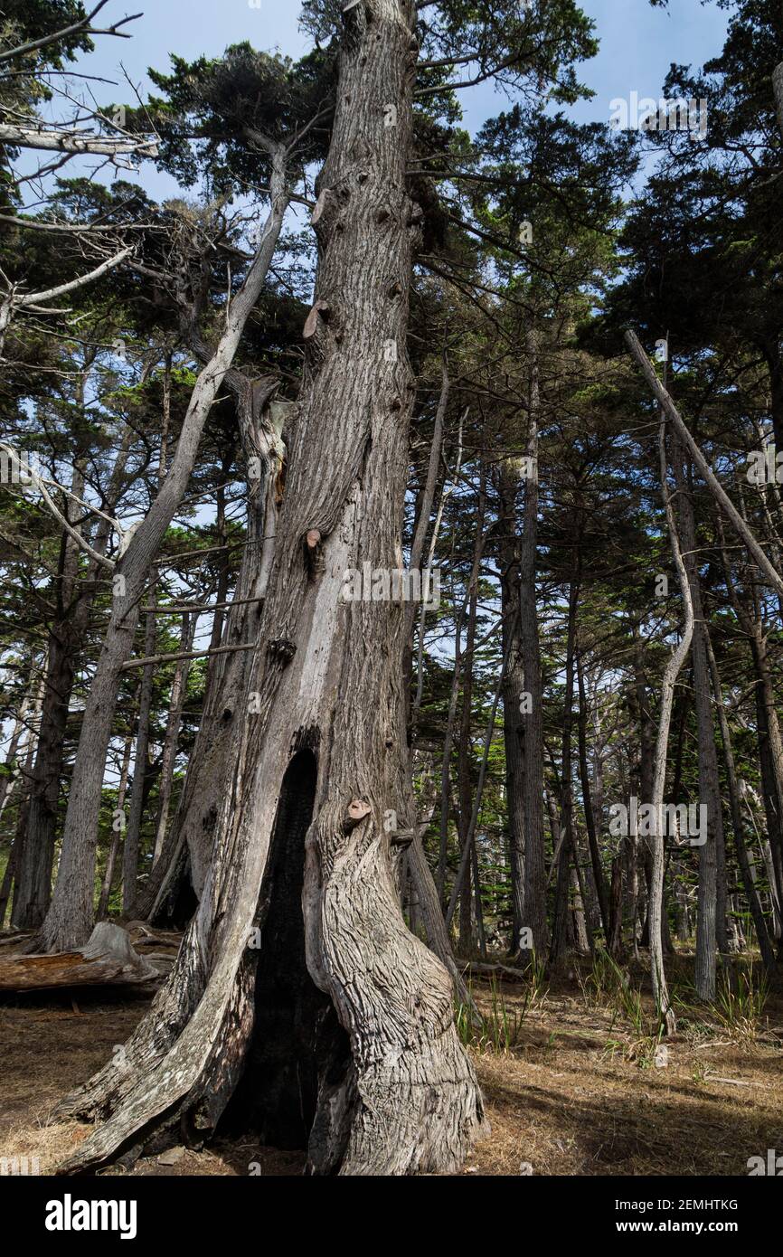 Old cypress trees hi-res stock photography and images - Alamy
