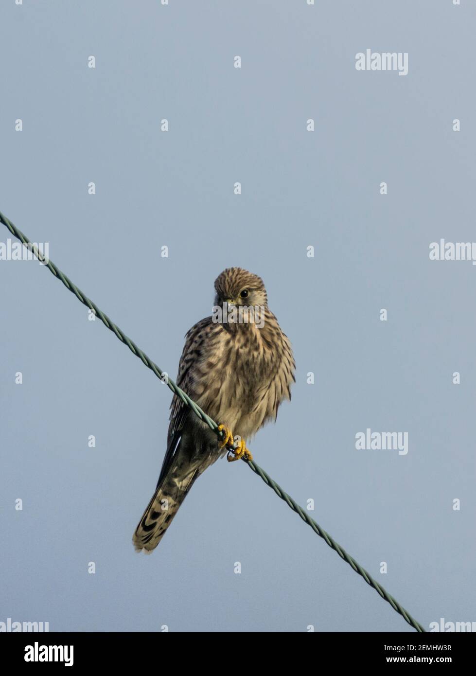 Female kestrel hi-res stock photography and images - Alamy