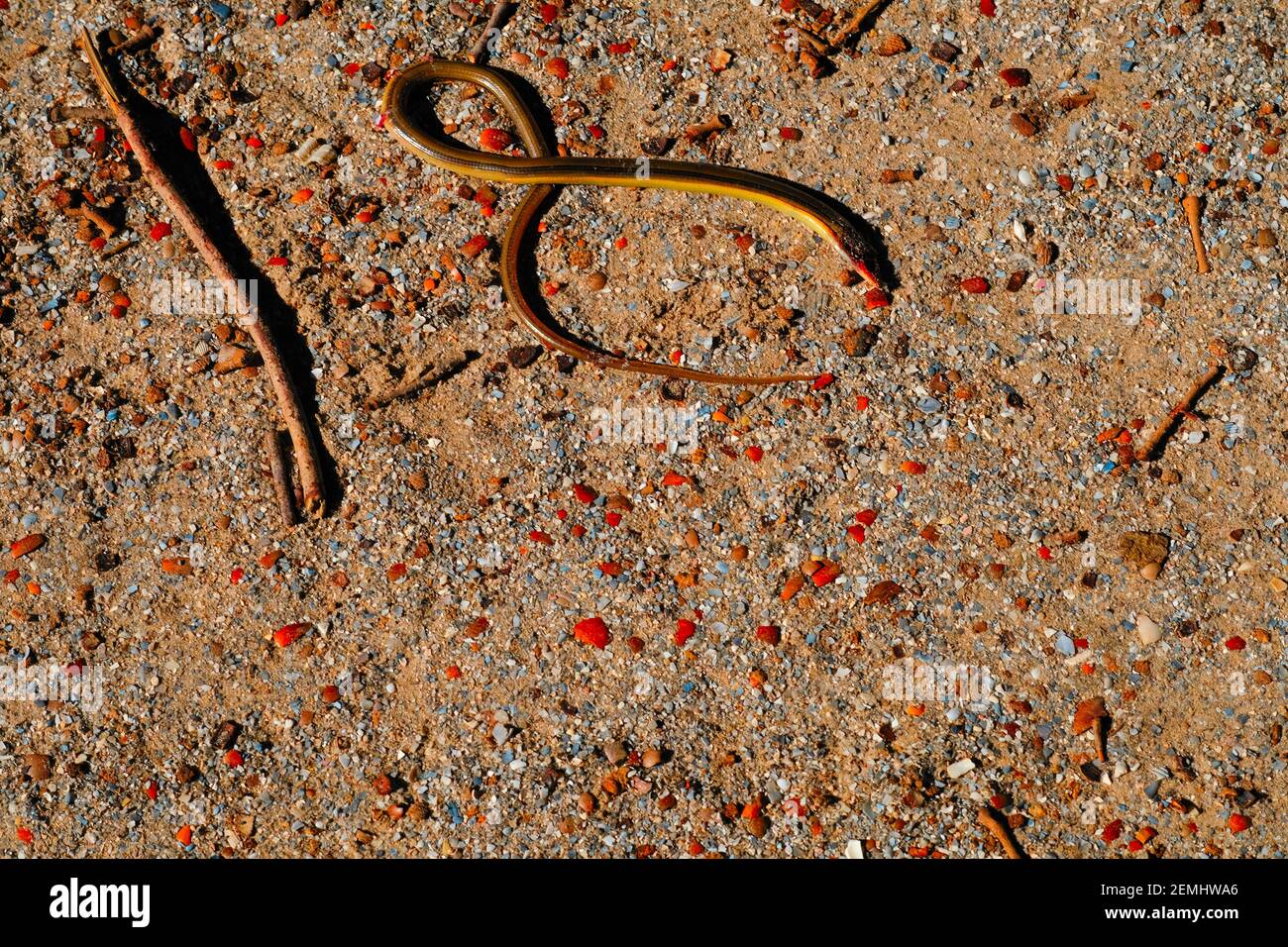 Legless Lizard as 8 figure, red shirt & bike, lady & child, and red ...