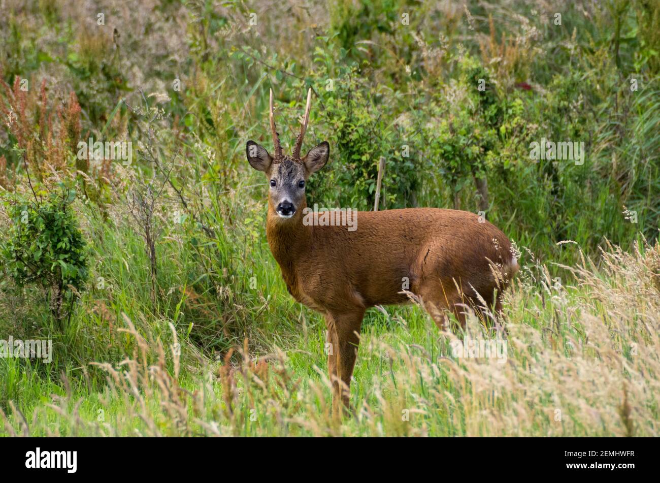 A male roe deer / roe buck / roebuck / Capreolus capreolus surrounded ...