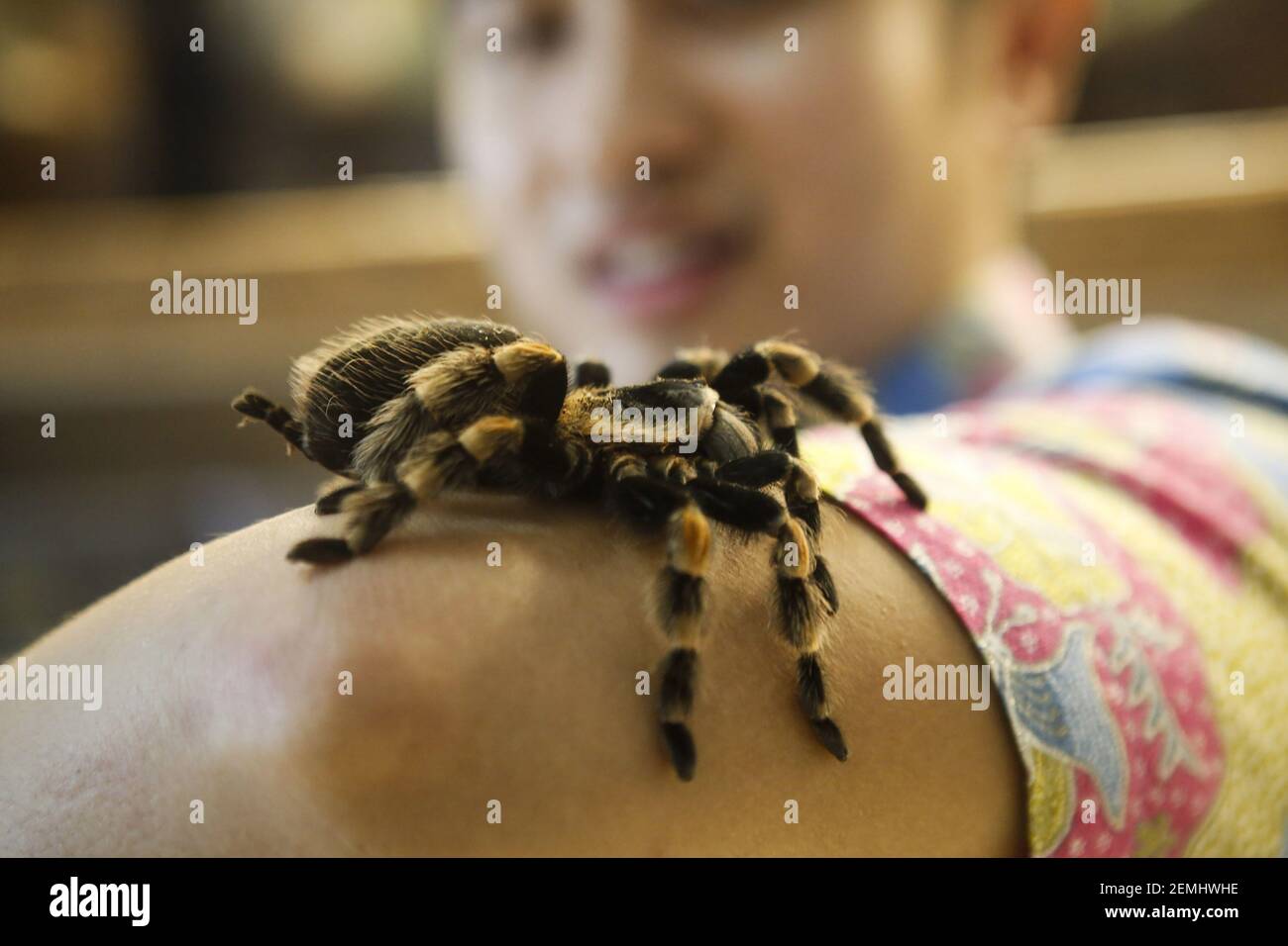 Aldo Tan (30), was seen showing tarantula pets in Lampung, Indonesia ...