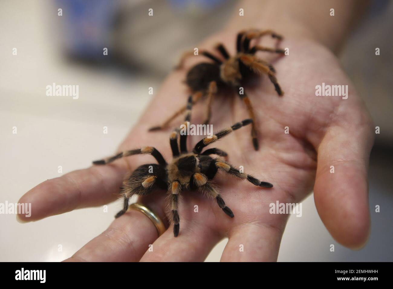 Aldo Tan (30), was seen showing tarantula pets in Lampung, Indonesia ...