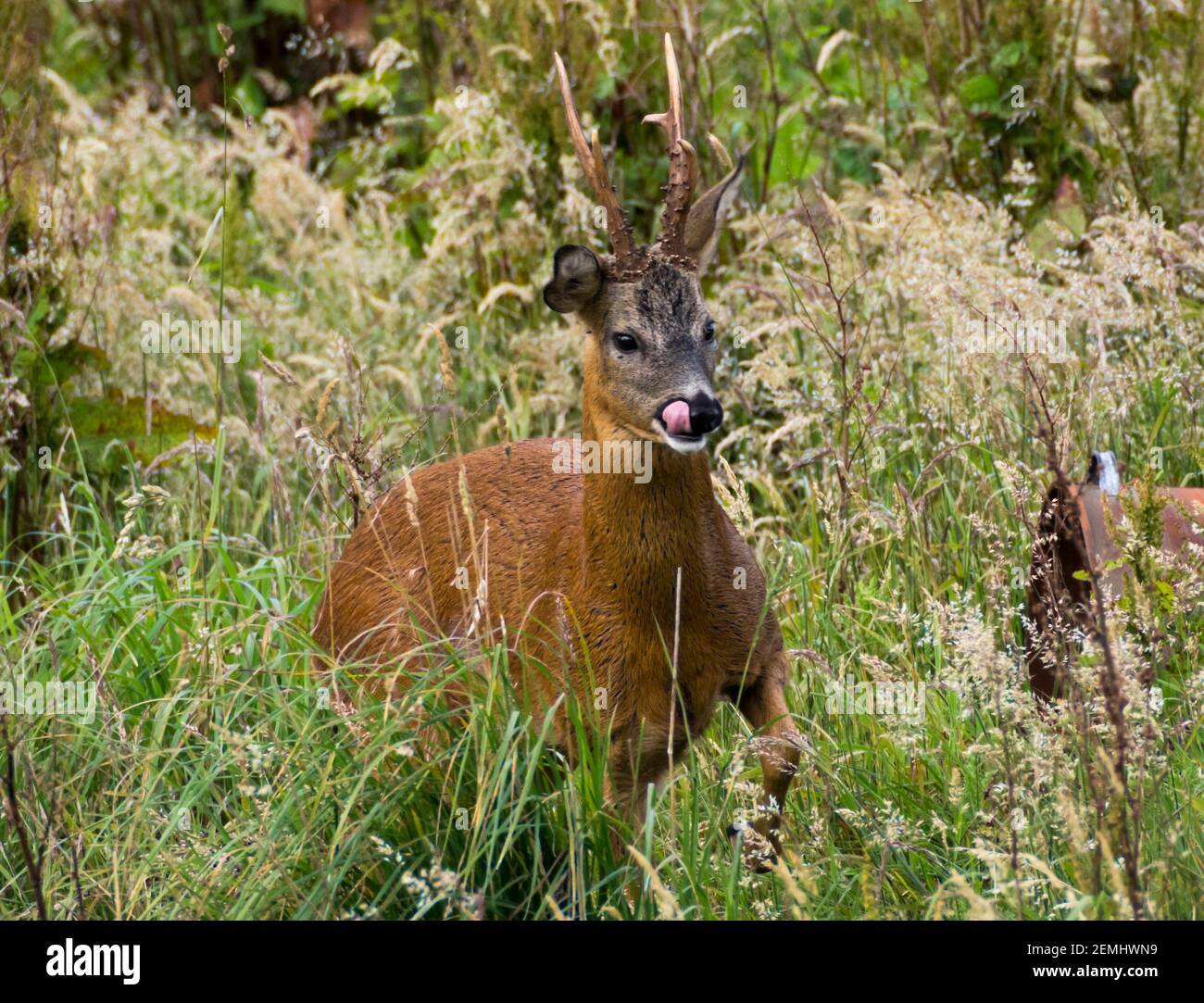 Uk native species hi-res stock photography and images - Alamy
