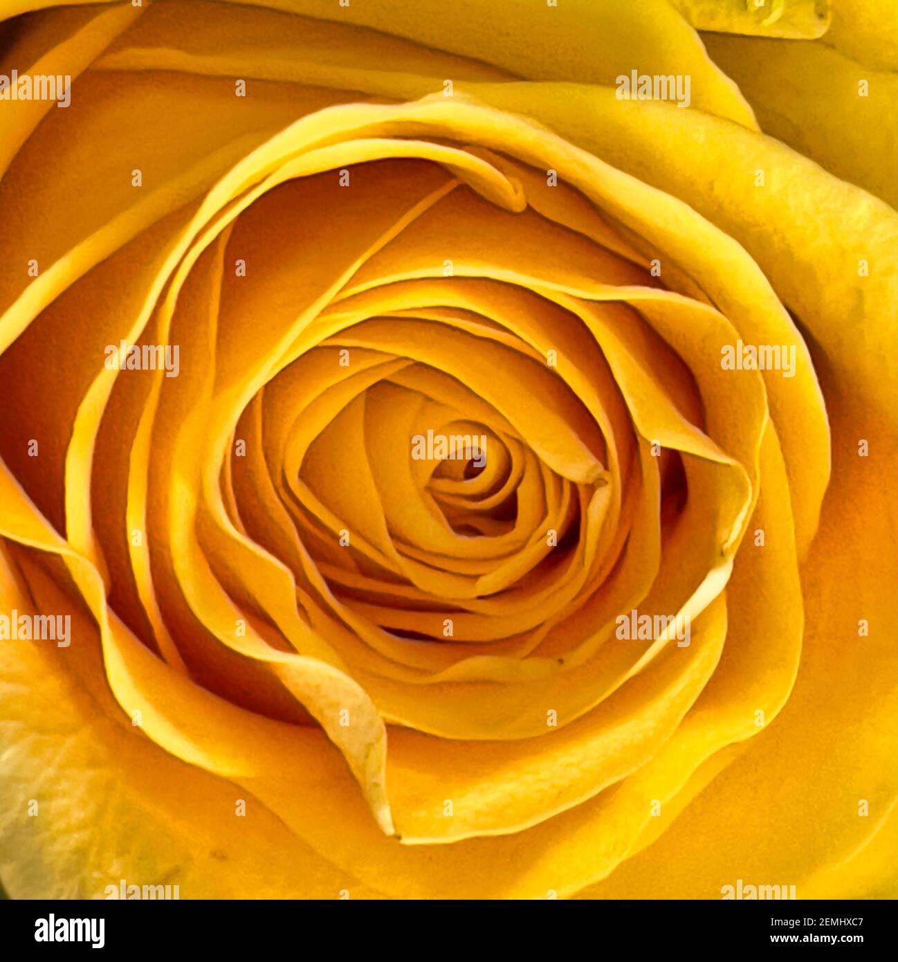 Yellow symmetry hi-res stock photography and images - Alamy