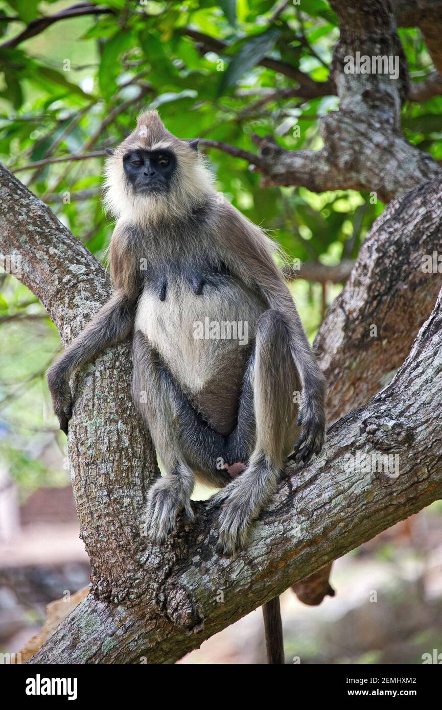 Monkey above a plant branch in Sri Lanka Stock Photo - Alamy