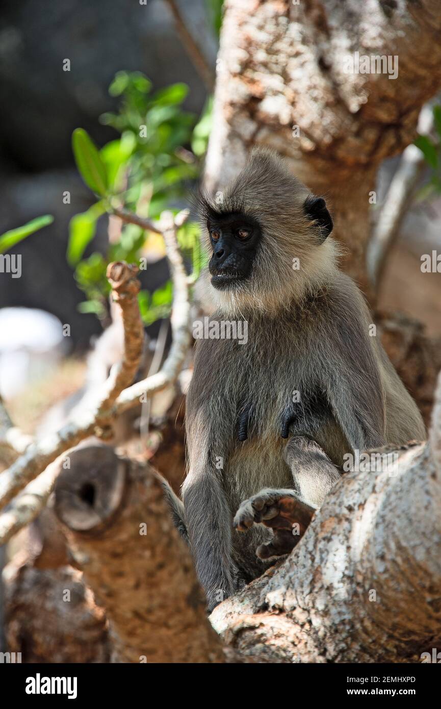 Monkey above a plant branch in Sri Lanka Stock Photo - Alamy
