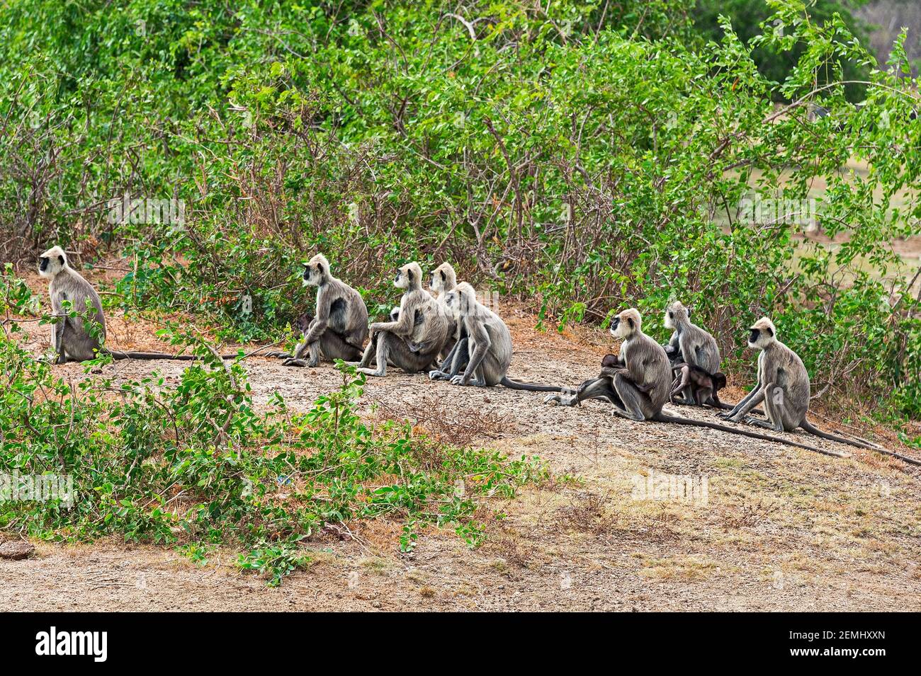 Monkeys lined up in the Yala park in Sri Lanka Stock Photo - Alamy