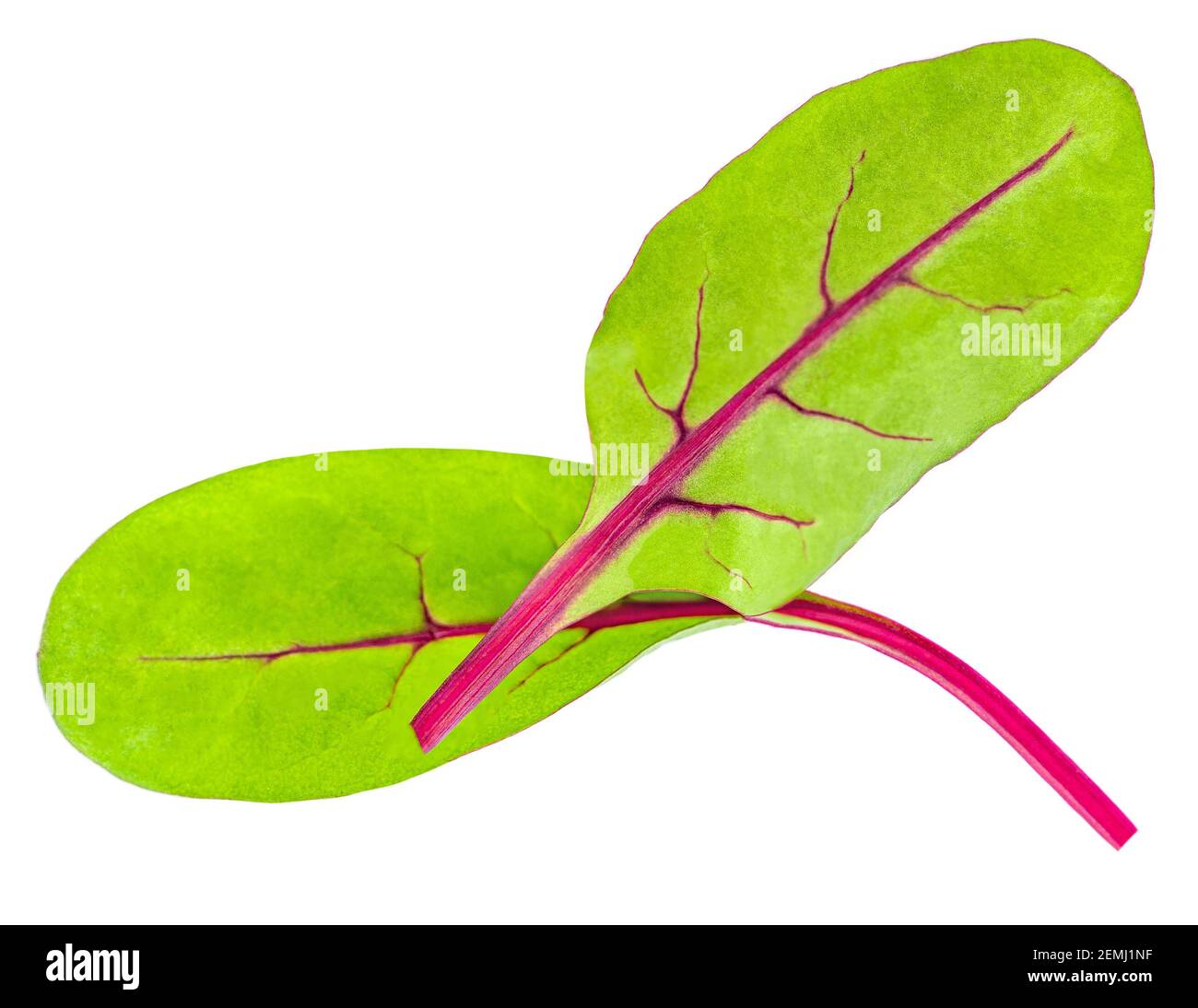 Fresh swiss chard leaf isolated on white background. Salad Leaves close ...