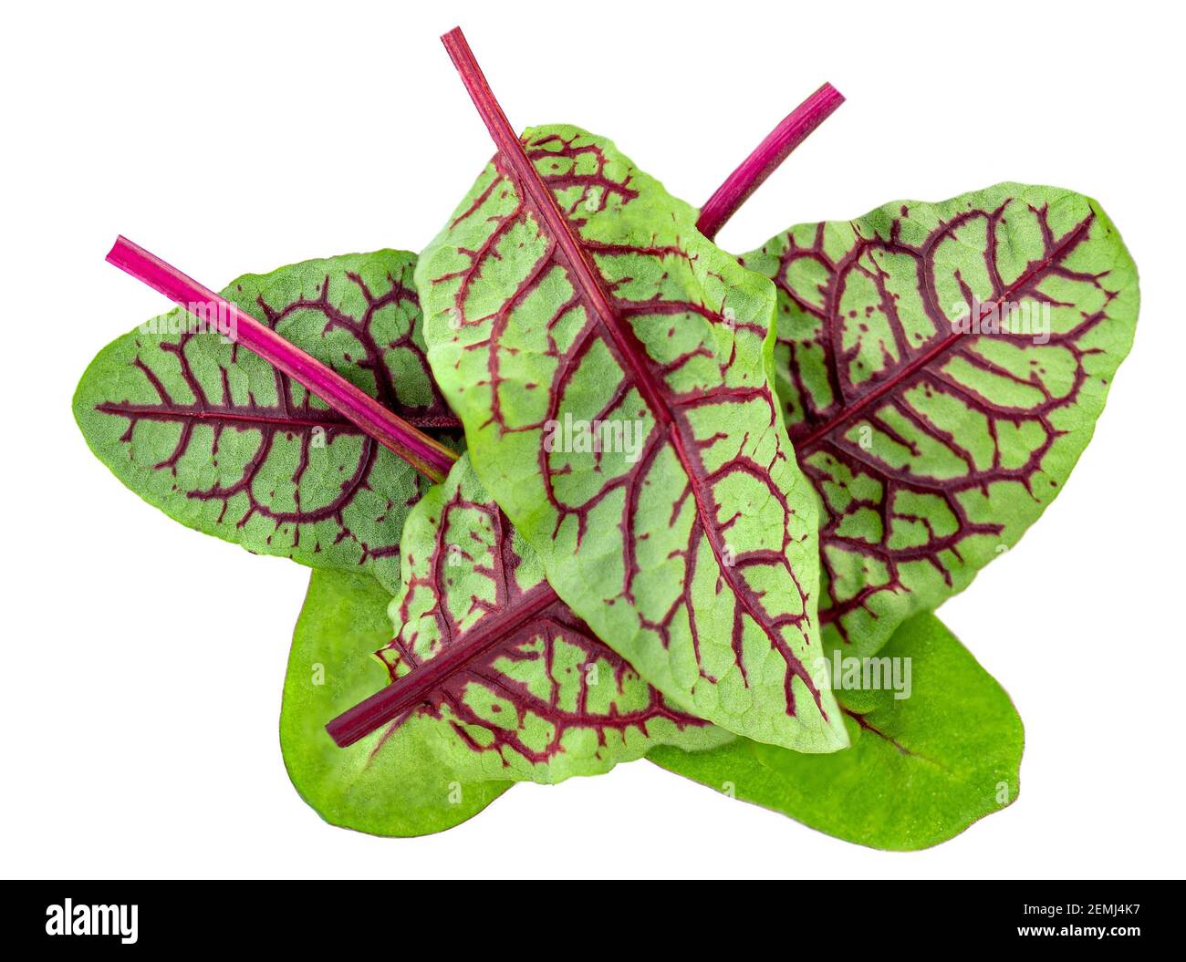 Fresh chard leaf and beetroot leaves isolated on white background ...