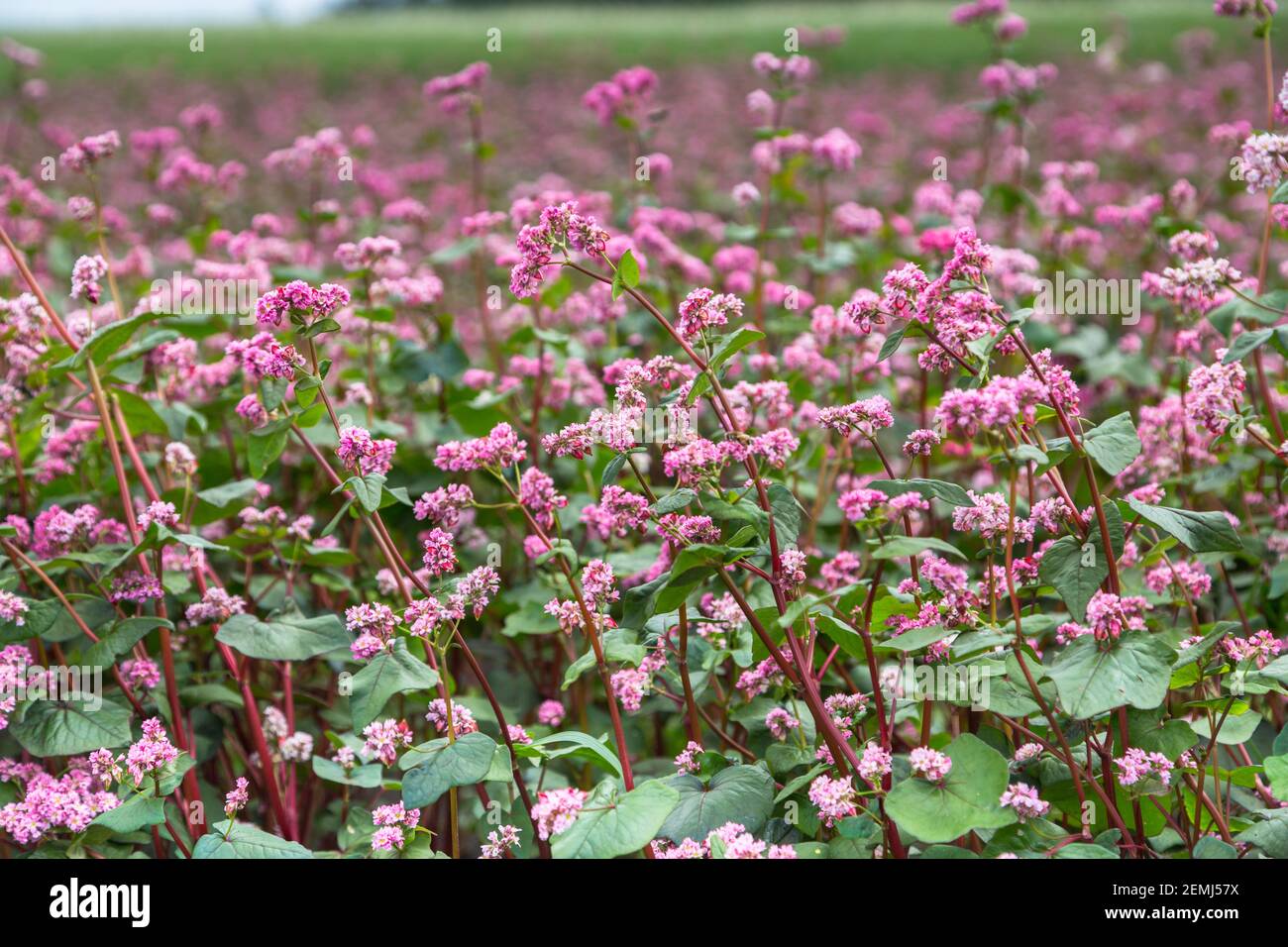 Red buckwheat flowers on the field. Blooming buckwheat. Buckwheat field ...