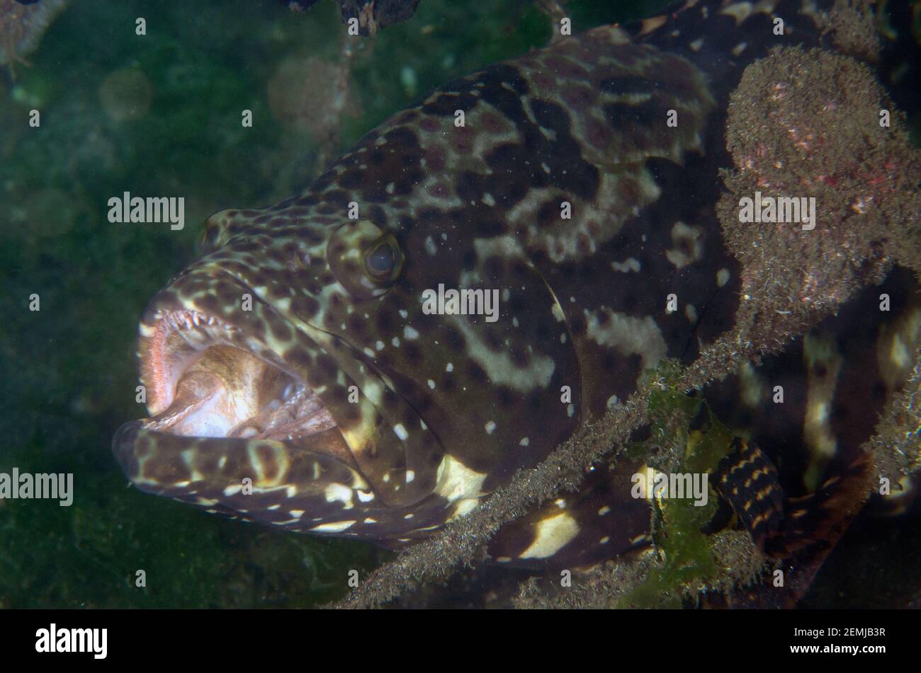 Grouper fish teeth hi-res stock photography and images - Alamy