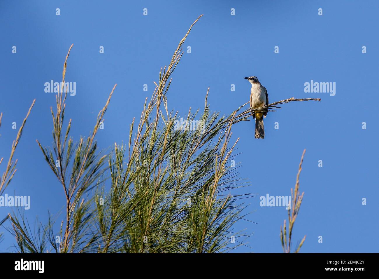 Las Pinas City, Philippines. 25th Feb, 2021. A yellow-vented bulbul is ...