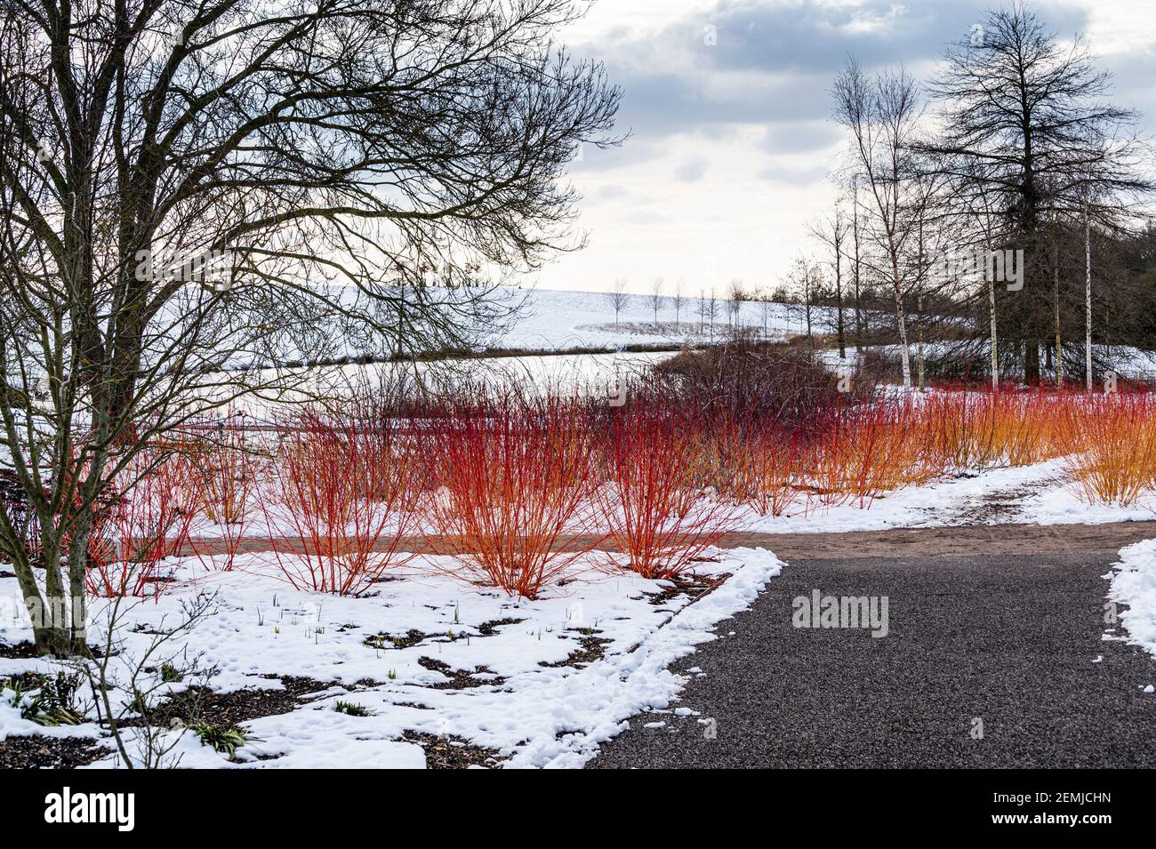 Cornus sanguinea annys winter orange hi-res stock photography and ...