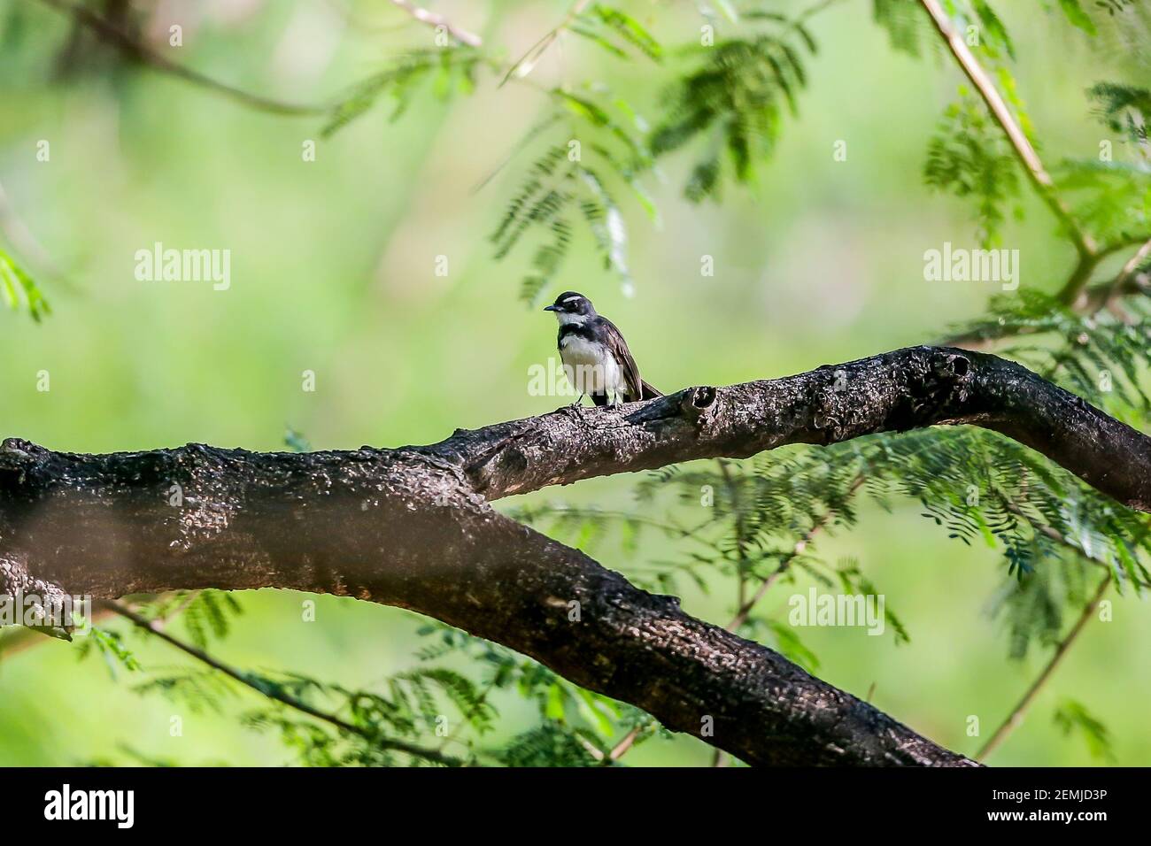 Philippine pied fantail hi-res stock photography and images - Alamy