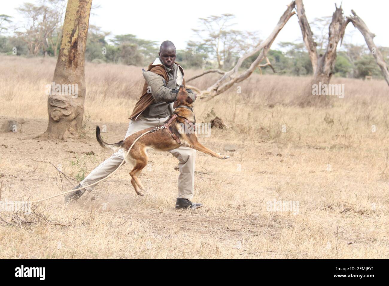 Canine handlers demonstrate how an anti poaching sniffer dog can locate ...