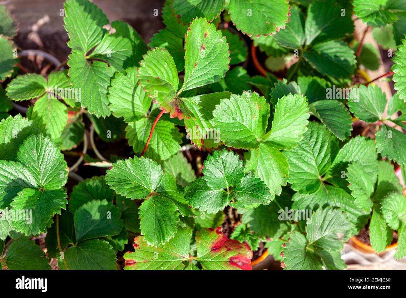 Cultivated strawberry with green leaves Stock Photo - Alamy