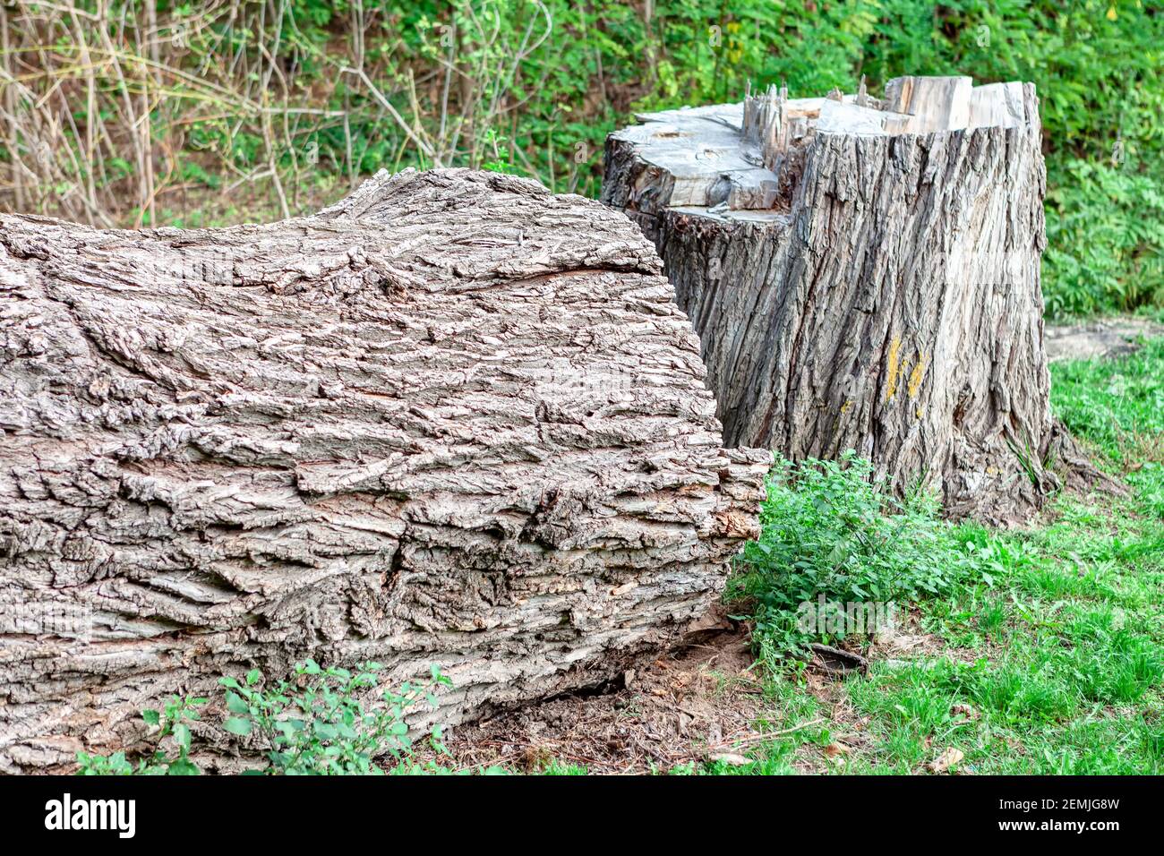 Forest Photography of Tree Logs Stock Photo - Alamy