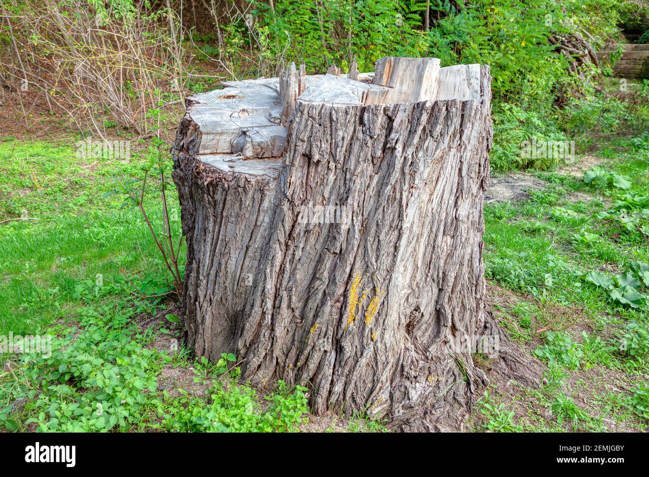 Poplar stump hi-res stock photography and images - Alamy