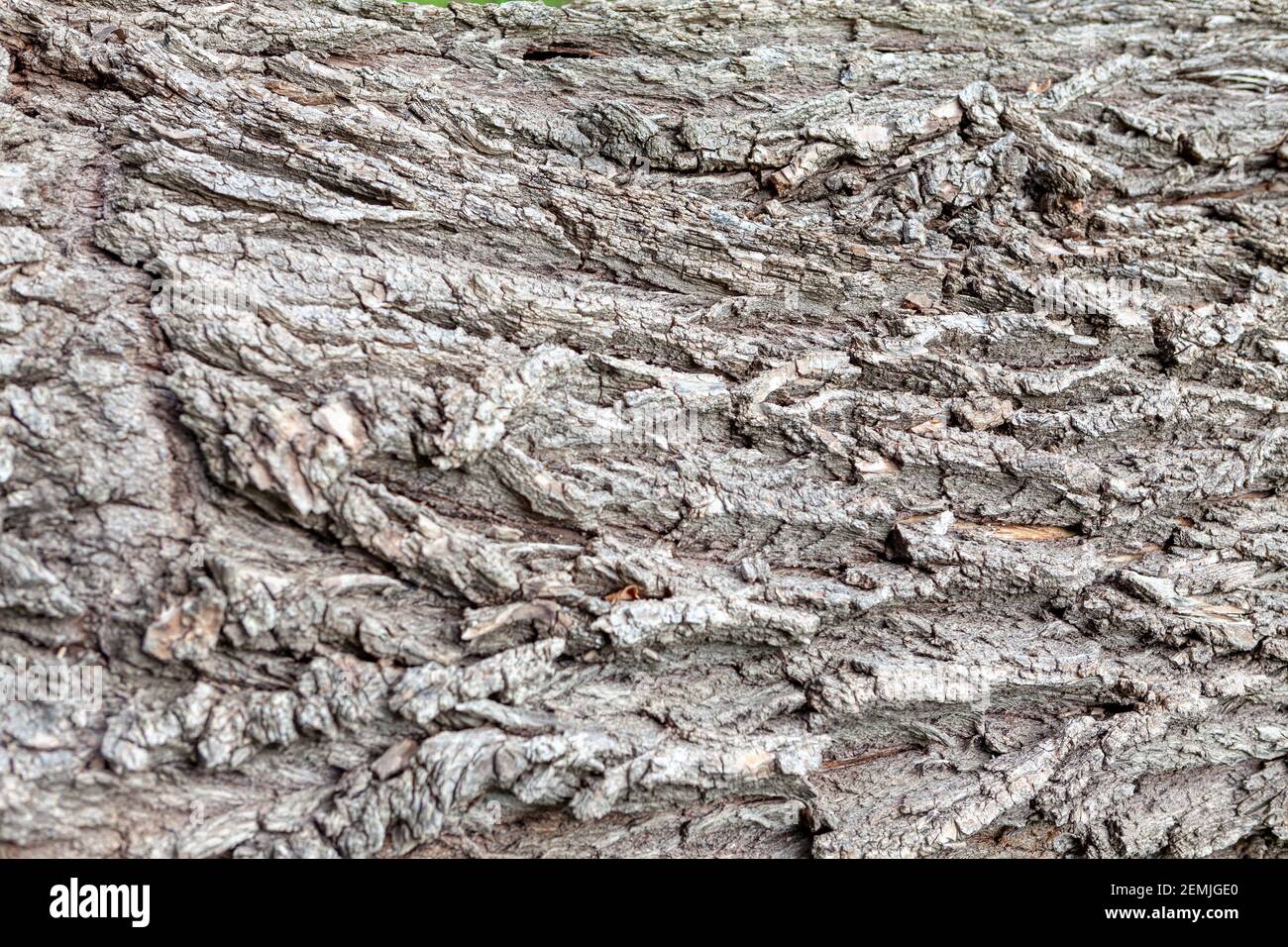 Poplar tree bark background . Rough wooden texture Stock Photo - Alamy