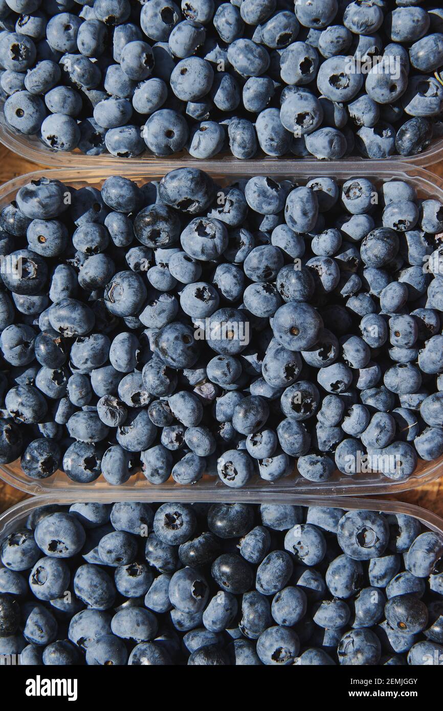 Plastic boxes with blueberries at the market place on a sunny day ...