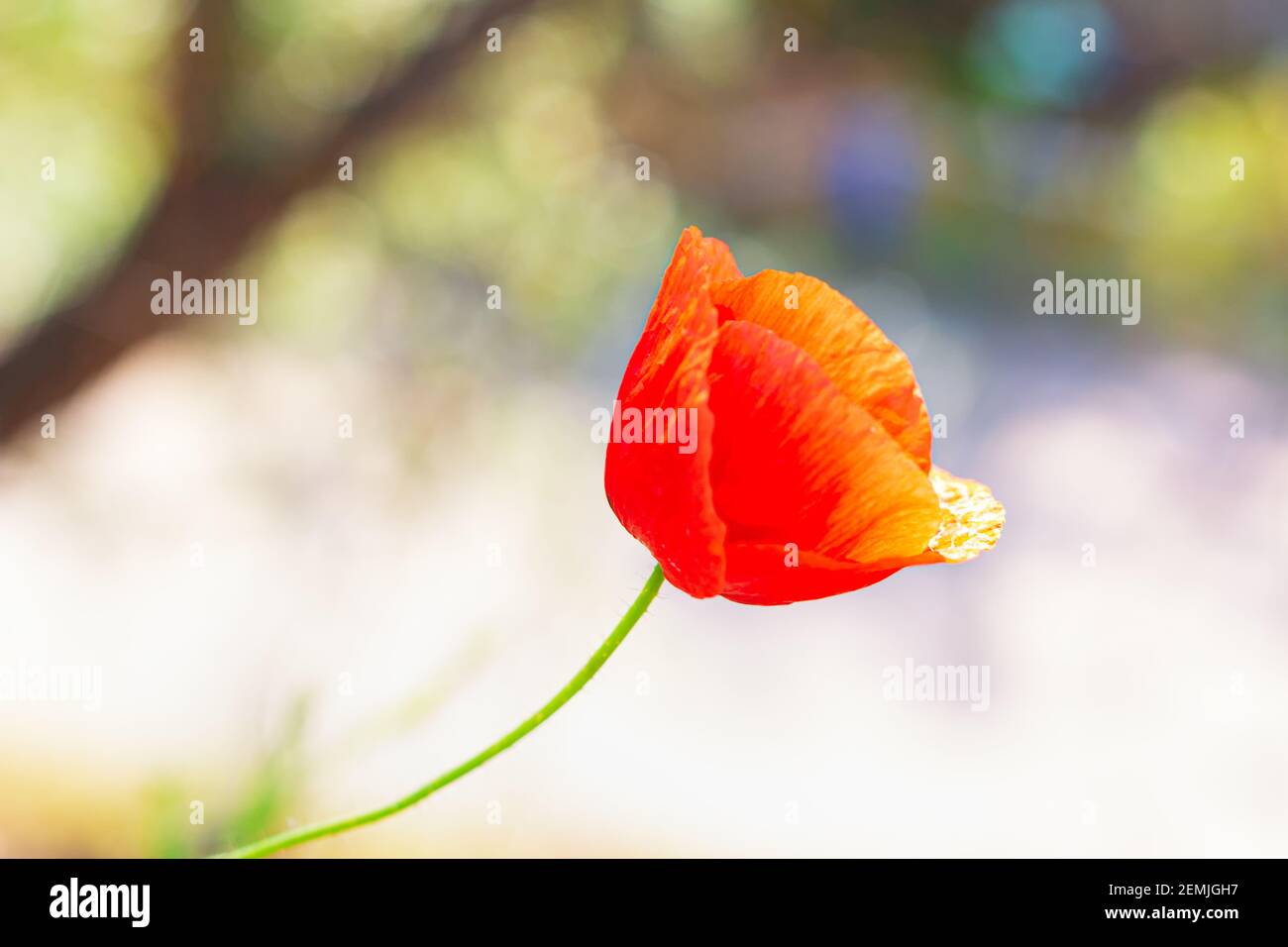 Poppy red uncultivated smelling flower Stock Photo - Alamy