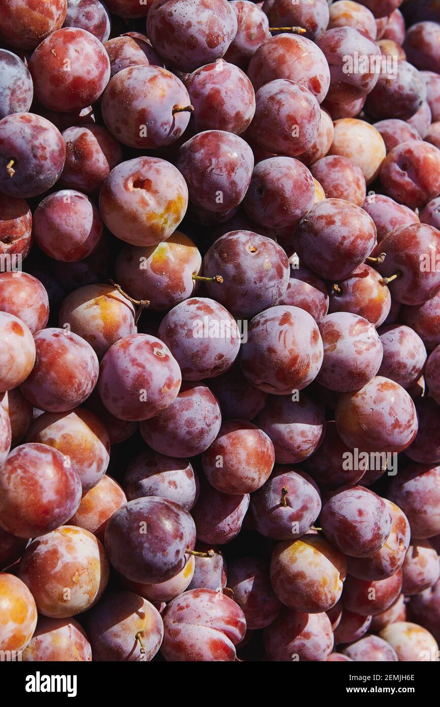 Harvesting plums hi-res stock photography and images - Alamy