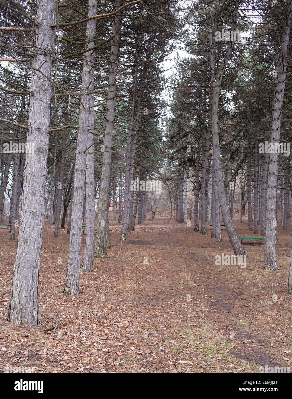 Coniferous forest. Photo can be used as a whole background Stock Photo ...