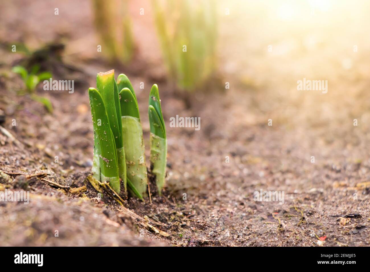 First green sprouts of flowers grow from the ground. Early spring ...
